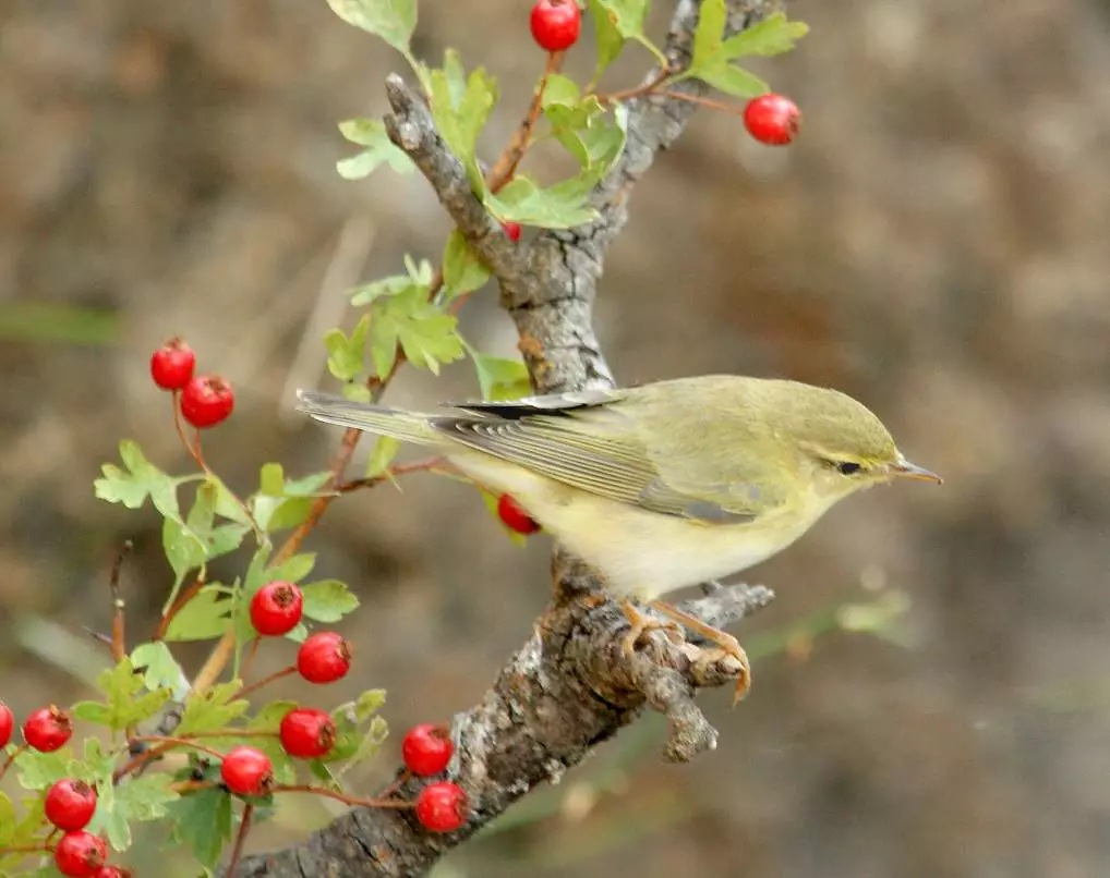 विलो warblers लगभग १२ बर्ष को लागी बाँच्न।