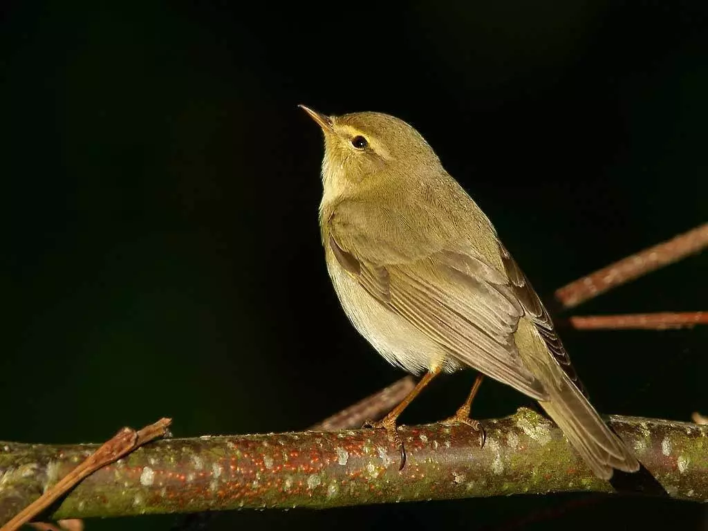 त्यहाँ विलो warbler को तीन उप -प्रजातिहरु छन्।