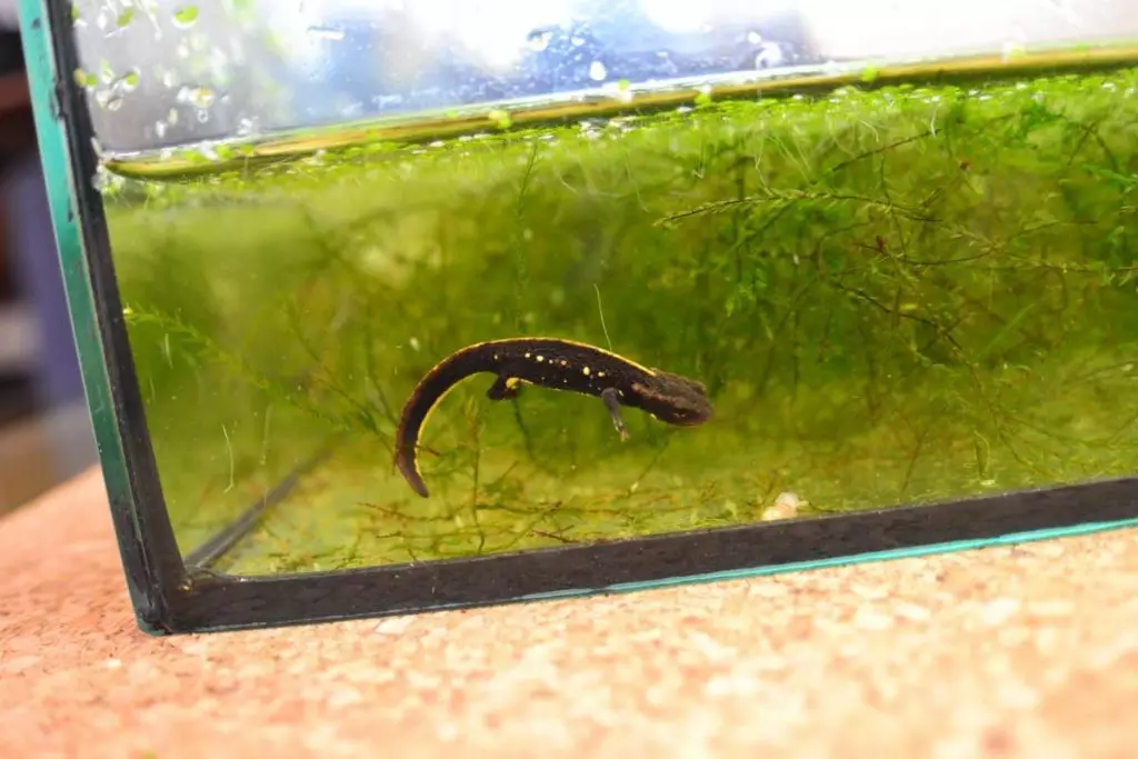 Wratachtige salamanders hebben constante filtratie en lichte beluchting nodig.