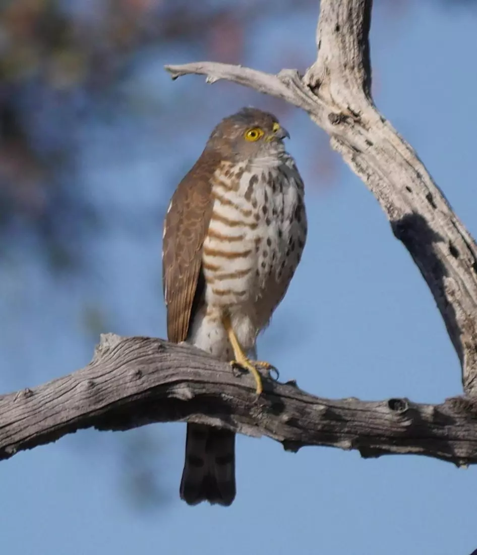 Gaviãozinho africano (Accipiter minullus)