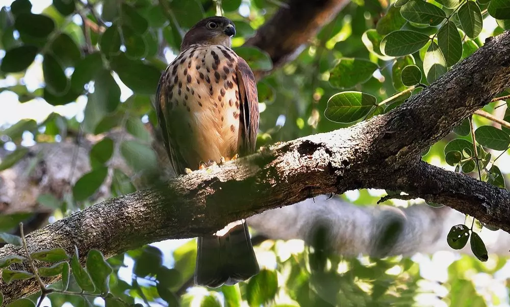 Lesser African Sparrowhawk finns ofta på kanterna av skogsmarker, öppna savannskogar, bland höga taggiga buskar.