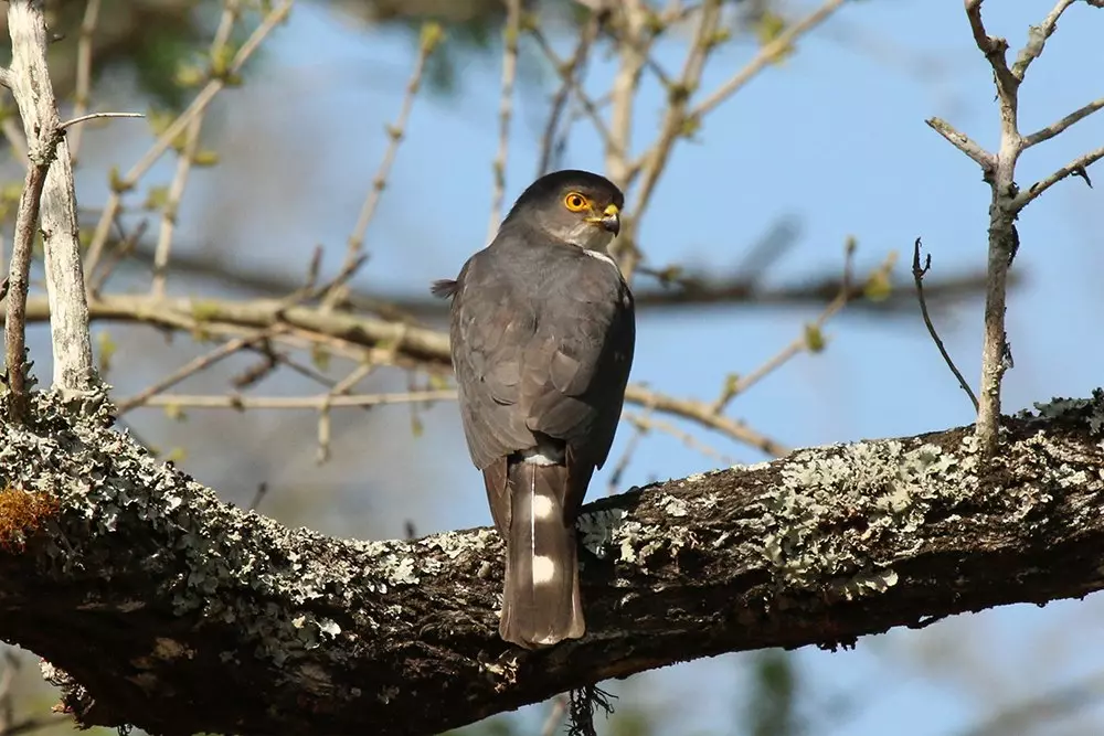 Små afrikanska Sparrowhawks byter främst på små fåglar.