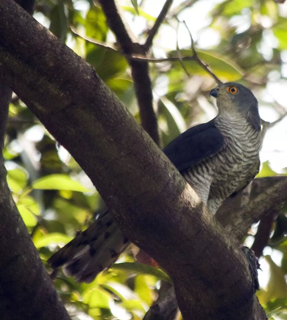 Acest tip de pasăre de pradă se adaptează foarte ușor la habitat.