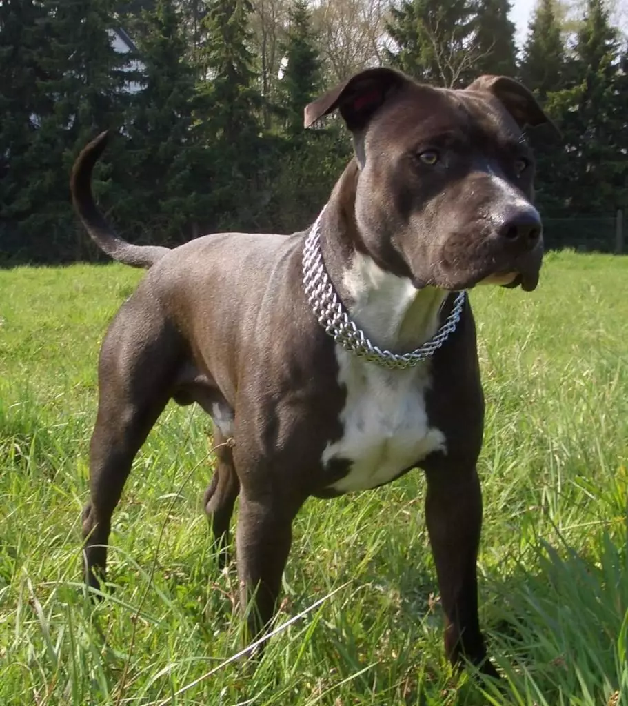 I-American Staffordshire Terriers zilwa nezinja.