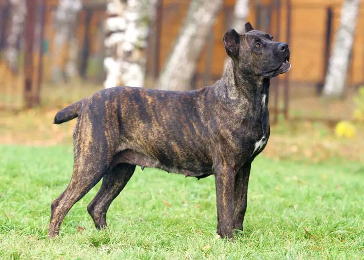 አምስታፍ ፣ aka Staffordshire Terrier።