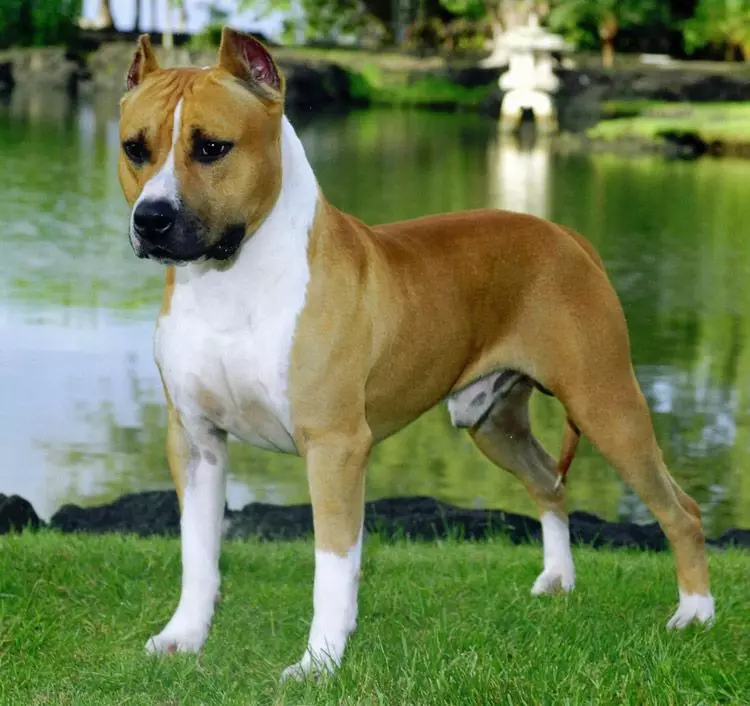 Staffords adalah cabang pit bull.