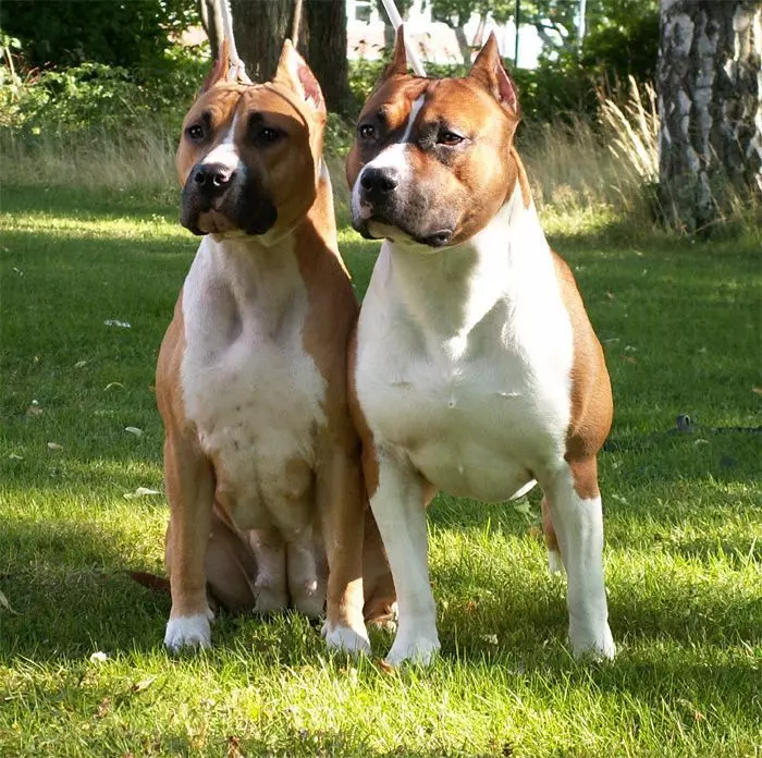 Los amstaff son famosos por su agresión.