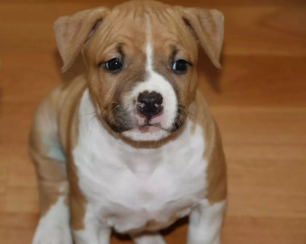 Chiot Amstaff.