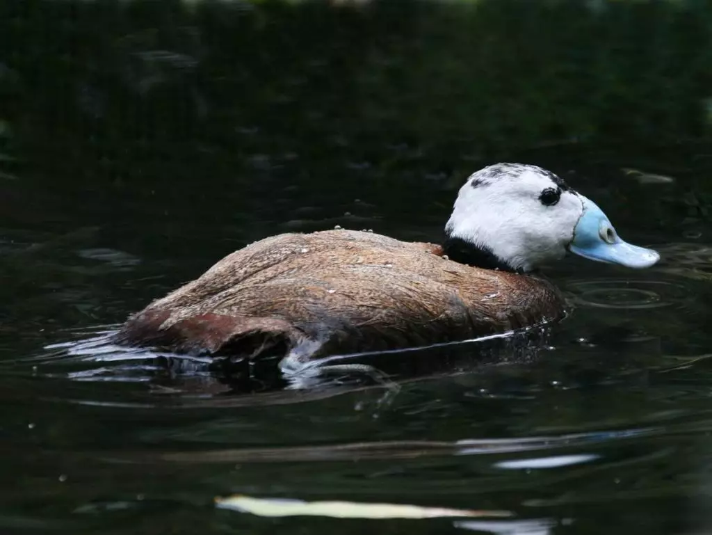 Bijeloglava patka (Oxyura leucocephala).