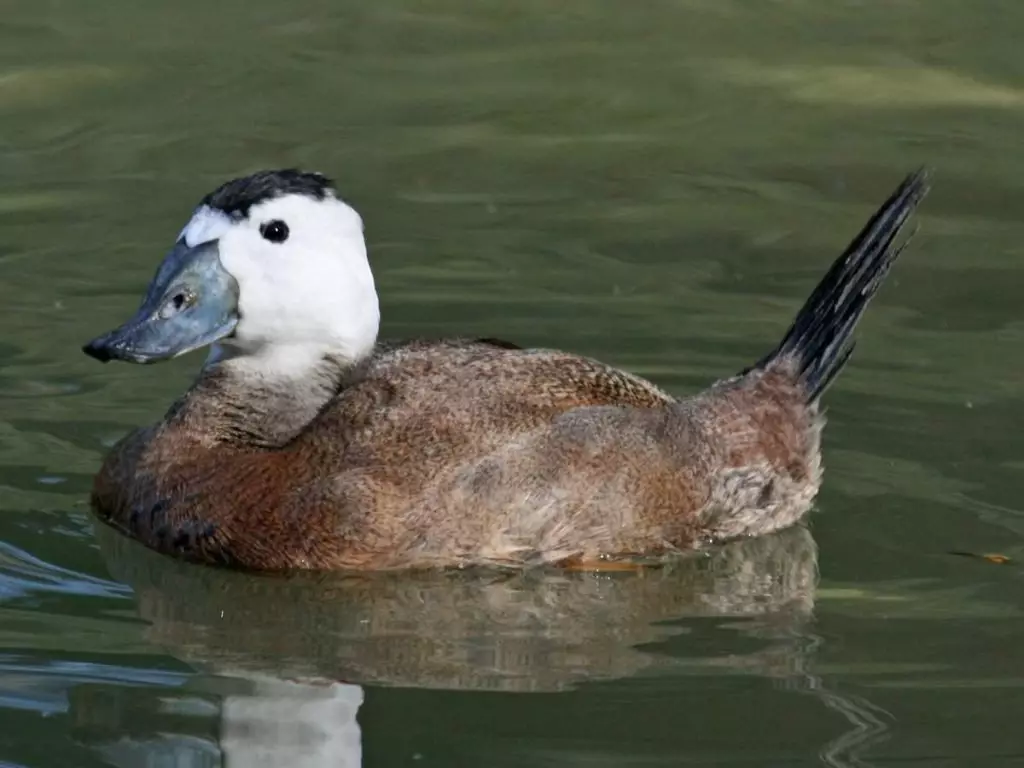 Ang puting ulo ng pato ay isang uri ng pato.