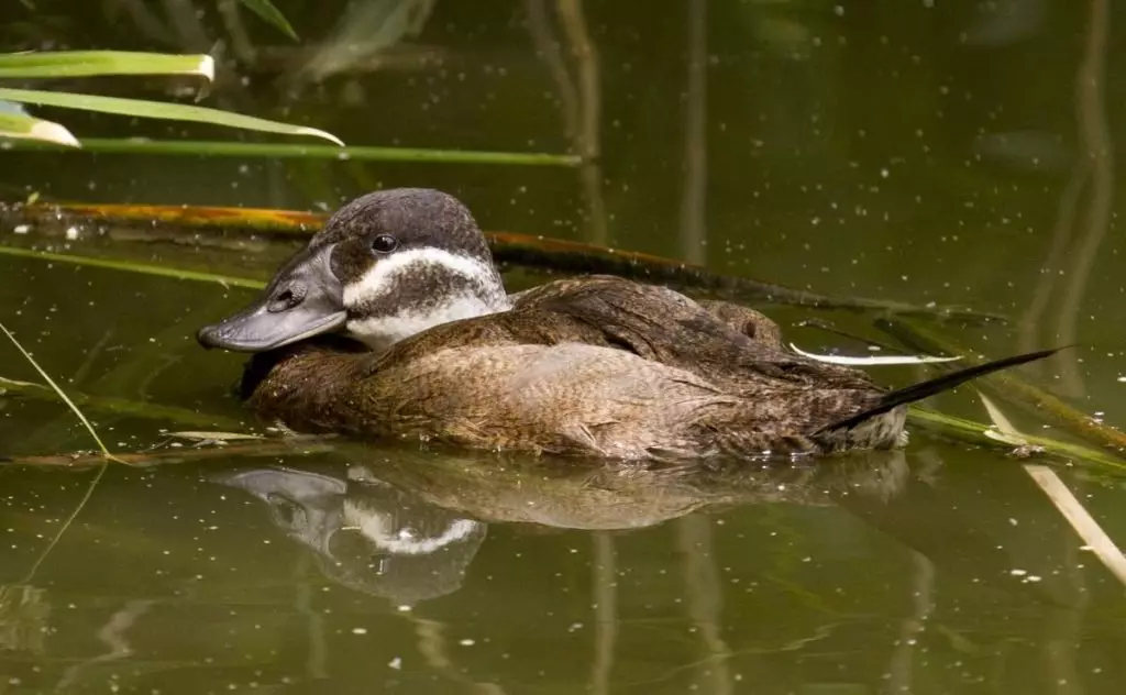 Ang pato ay isang mahusay na manlalangoy.