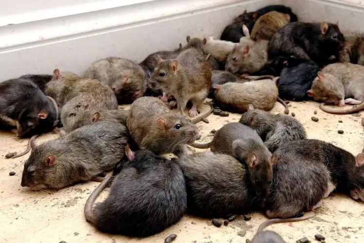 Volgograd is threatened by an invasion of rats.