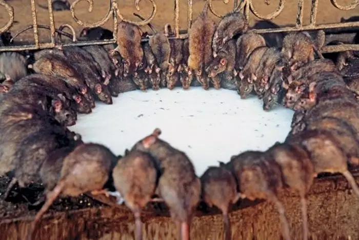 चूहों के लिए शहर के सबसे आकर्षक क्षेत्र खाद्य गोदाम और सार्वजनिक खानपान प्रतिष्ठानों के उपयोगिता कक्ष हैं।
