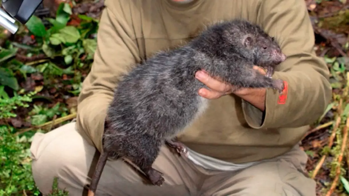 व्यक्तिगत चूहे बड़े आकार तक बढ़ सकते हैं।