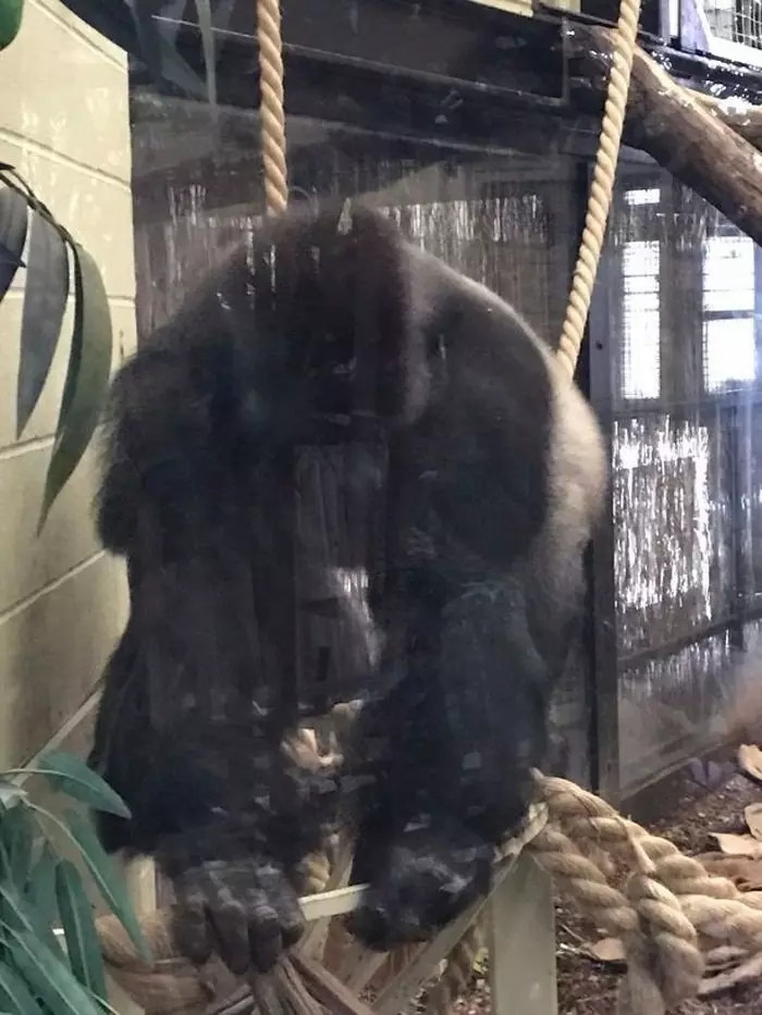 Un gorila do zoo de Londres escapou á cidade: nesta foto, Kumbuk é capturado uns segundos antes de que rompa a fiestra e saia do recinto.