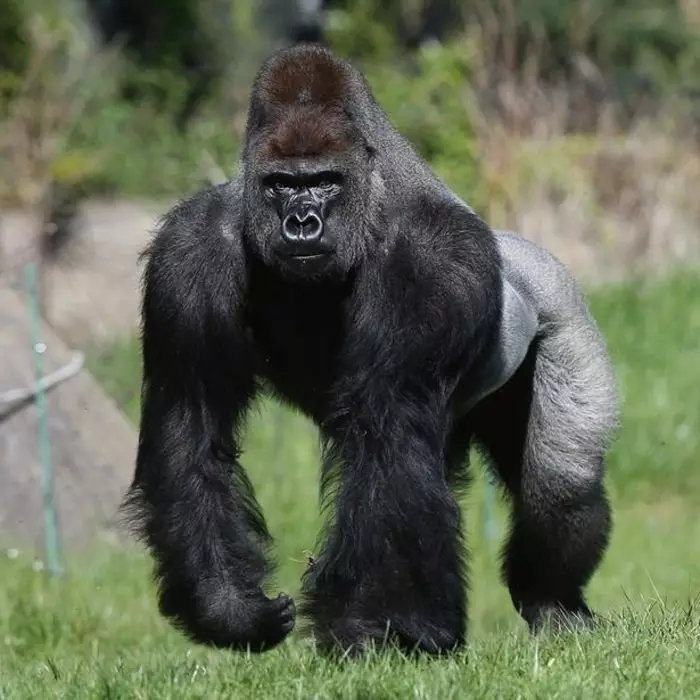 クンブカはロンドン動物園のニシローランドゴリラのオスです。