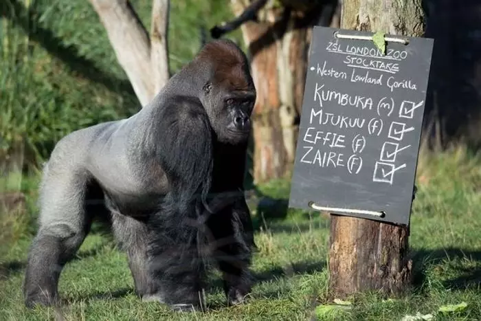 Kumbuka adalah satu-satunya lelaki di antara empat gorila di London Zoo.