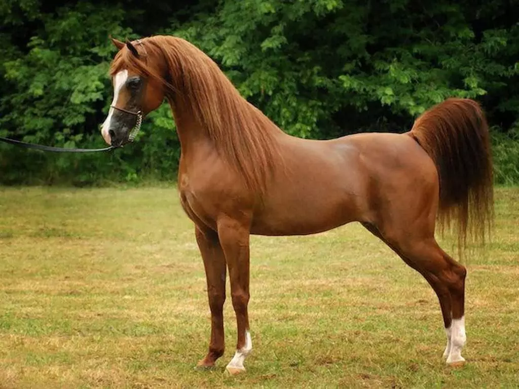 סוס ערבי.