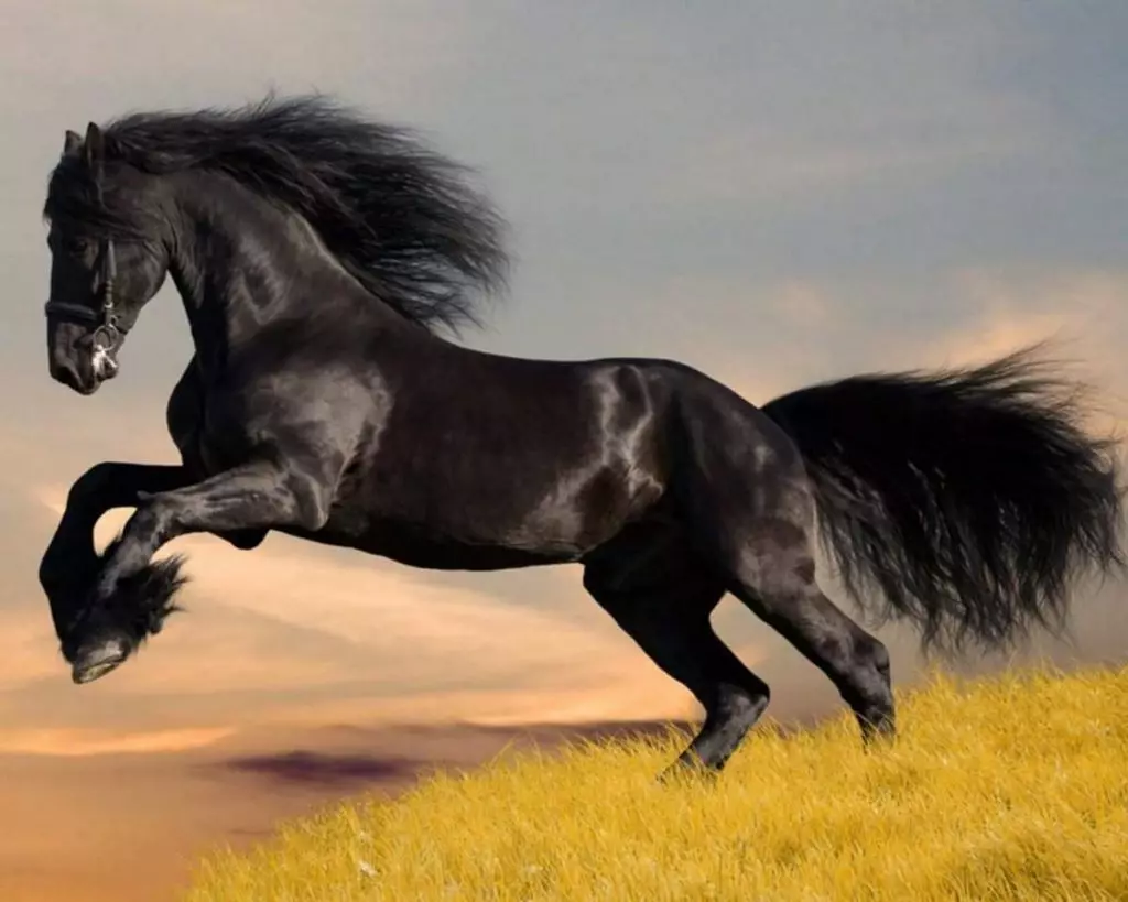 Los caballos árabes son caballos de una belleza increíble.