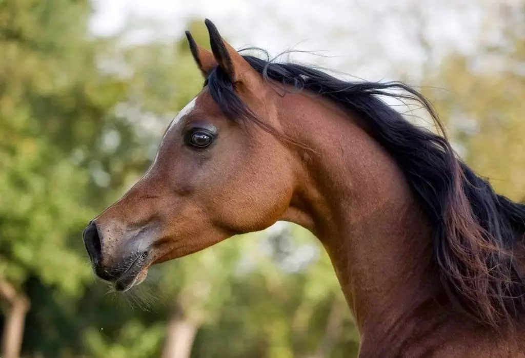 Arabische paarden zijn langlevende gedomesticeerde rassen.