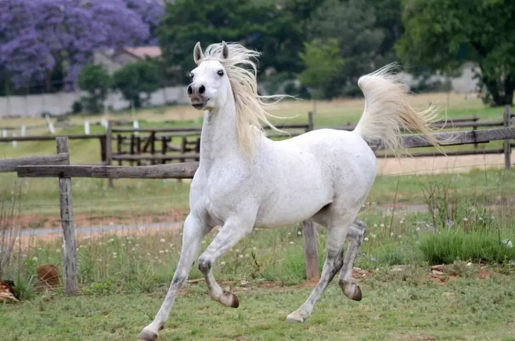 Arabische Pferde sind sehr lebhafte und temperamentvolle Tiere.
