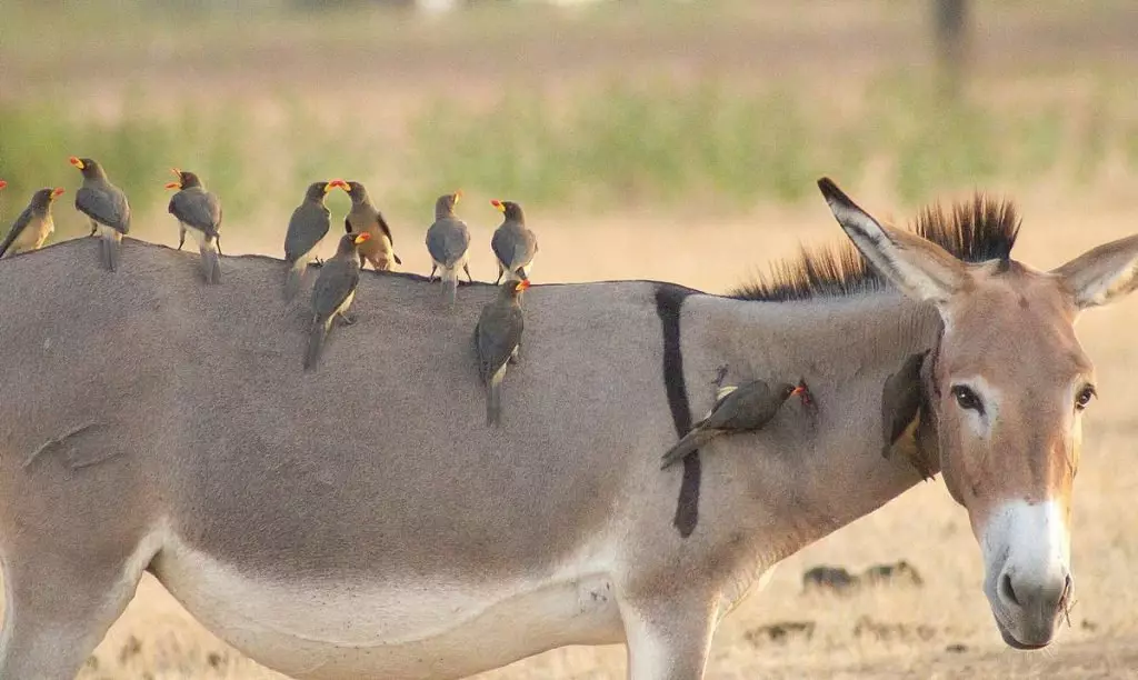 Dragons feedje op ferskate muggen en parasiten dy't grutte bisten beynfloedzje.