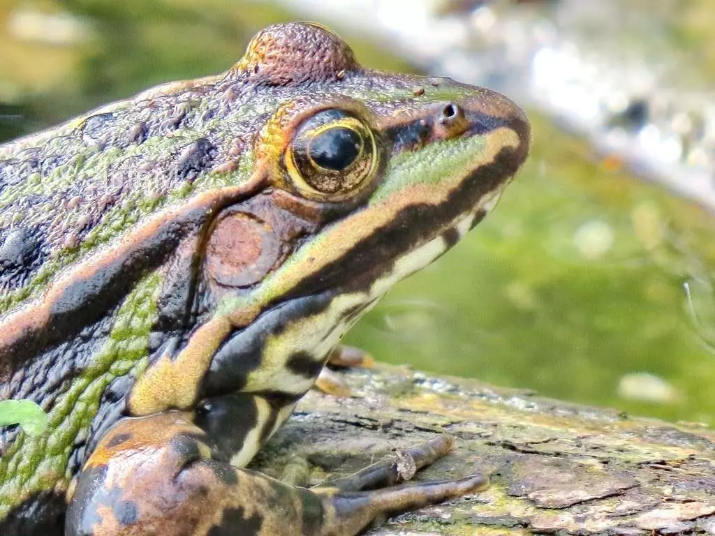 Leopardo varlė (Lithobates pipiens).