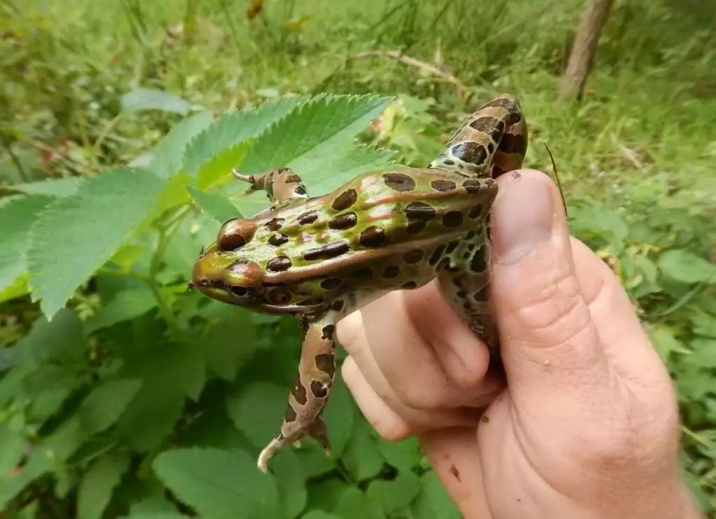 Krapo yo se bèt ekstrèmman vit, se konsa teraryom a dwe kouvri ak yon kouvèti, sinon ou pral gen trape kavalye la.