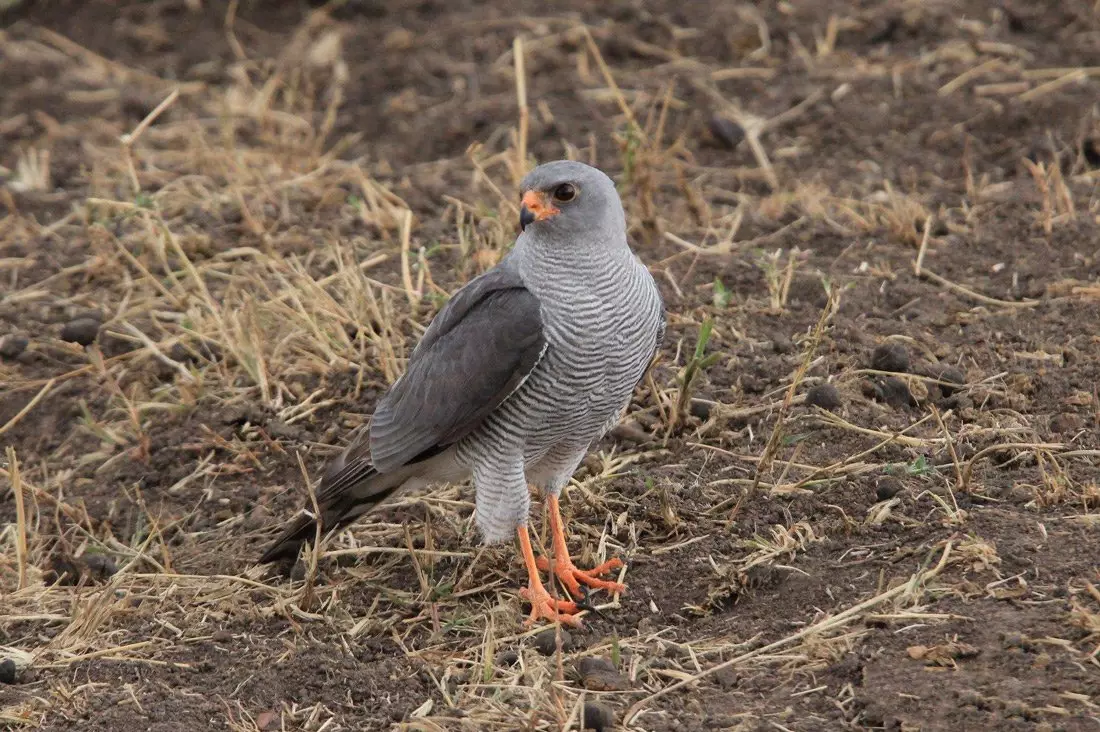 The red-sided sparrowhawk is a small feathered predator