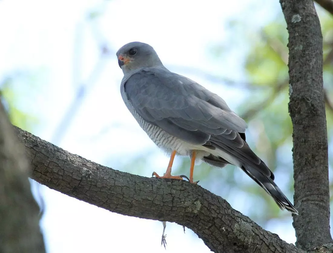 Red-sided sparrowhawks live in arid massifs of shrubby savannahs