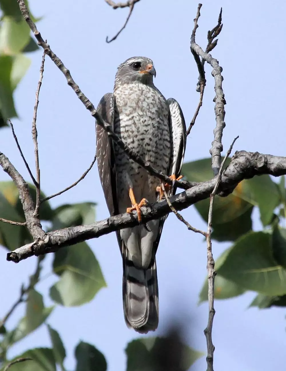 Rød-sidede Sparrowhawks lever enkeltvis eller i par.