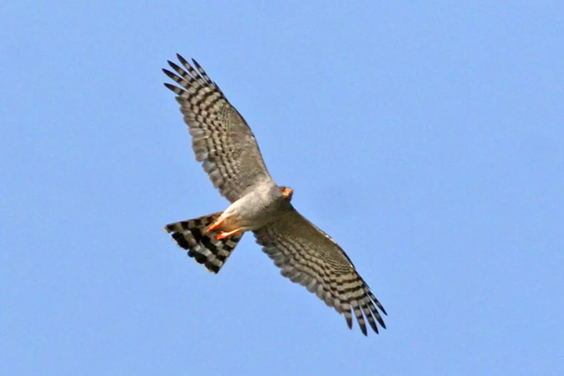 Qırmızı tərəfli Sparrowhawk uçur
