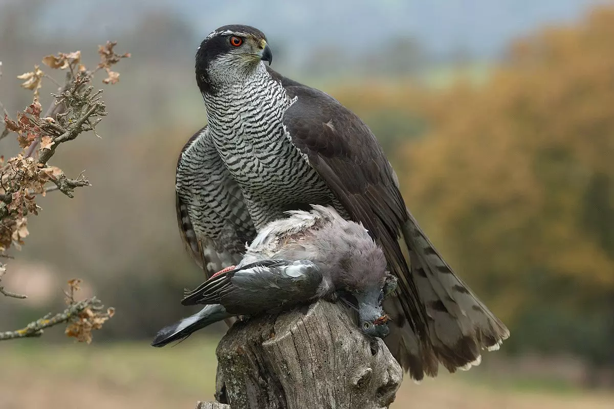 Rød-sidet Sparrowhawk med bytte