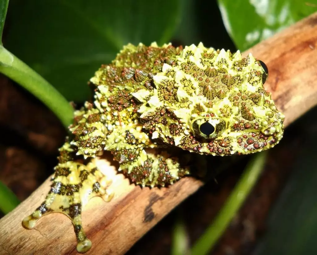 ቴሎደርማ (Theloderma)።