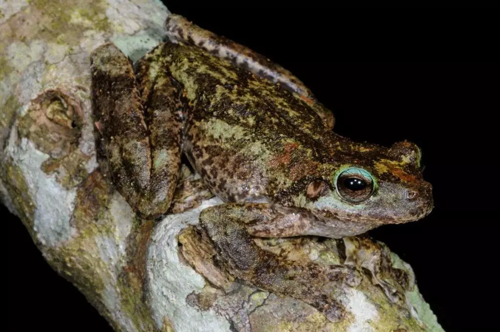 Kikkers van het geslacht Theloderma uit de familie Rhacophoridae zijn een veelbelovend object voor zoöcultuur.