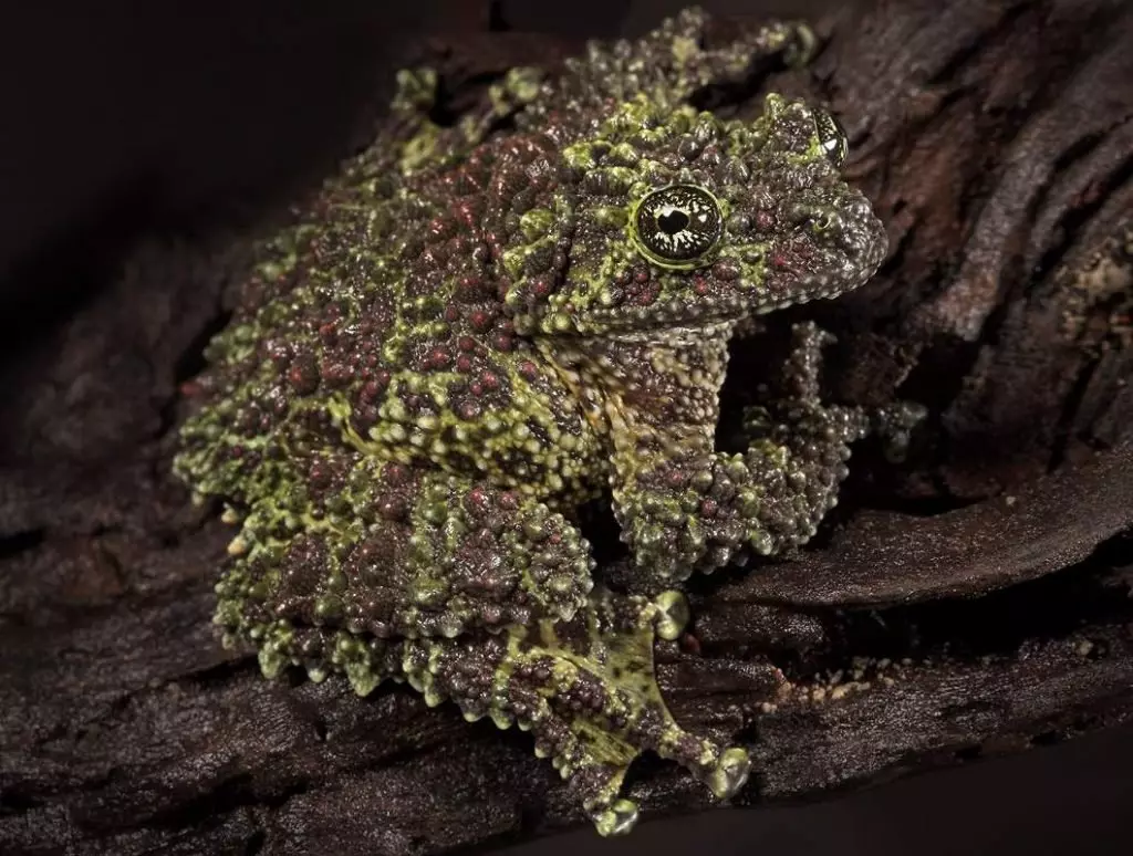 natura, oso bizimodu ezkutukoa daramate eta oraindik ere haien biologia gaizki ulertzen da.