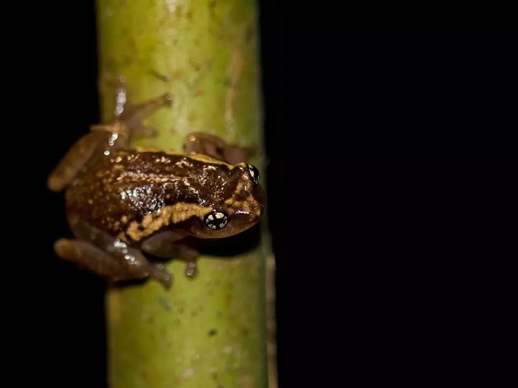 Tula Exotarium telodermoen bildumak 9 espezie biltzen ditu, eta horietatik 7 espezie ugaltzen dira.