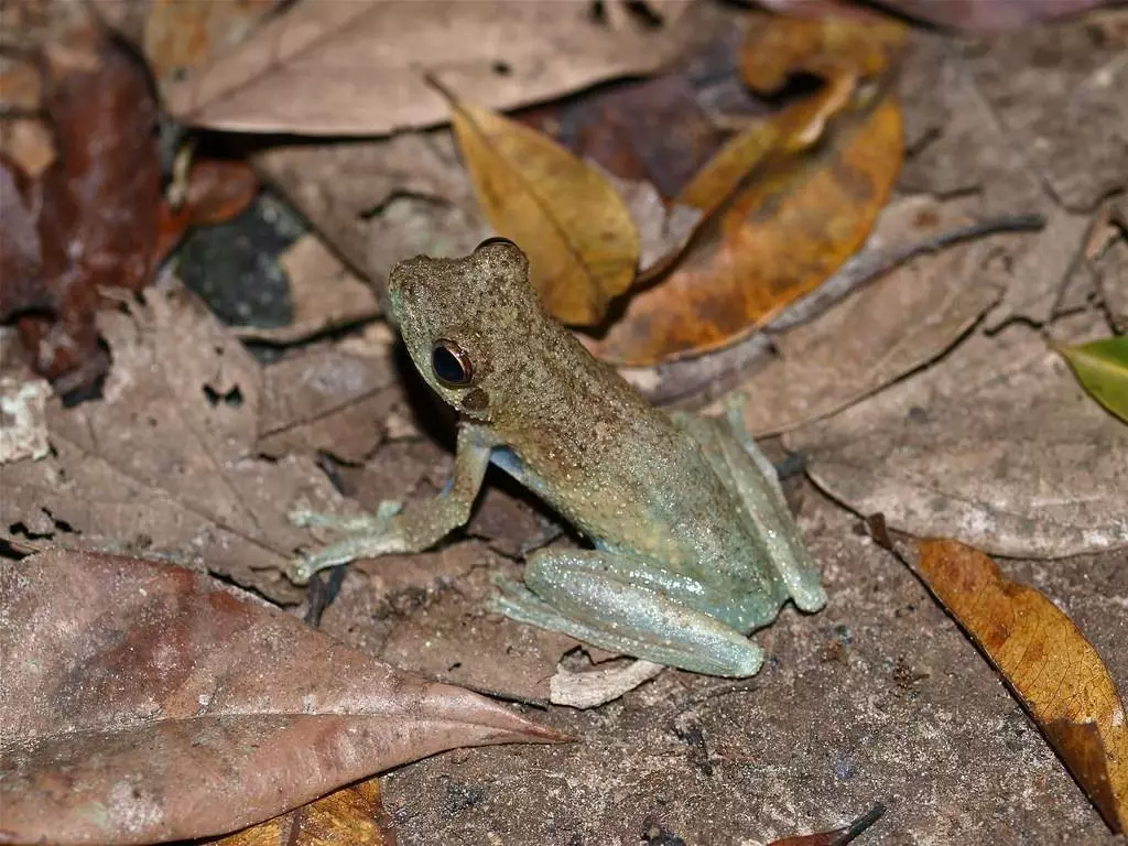 Katak-katak ini menyukai hutan hujan, badan air yang kecil, gua, atau bangunan yang bobrok.