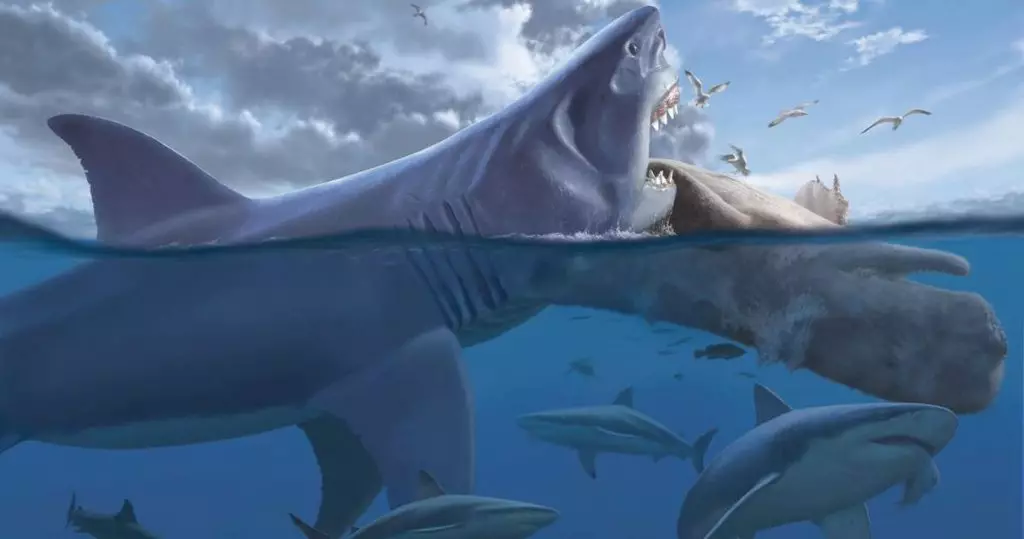 La prahistoria ŝarko Megalodon havis unikajn dentojn.