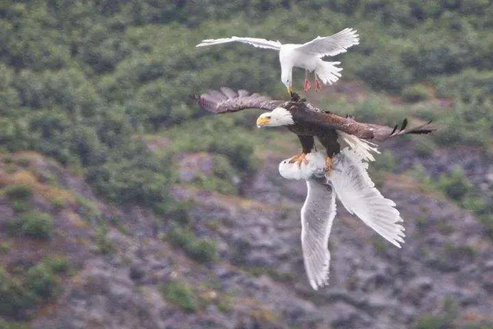 Për fat të mirë, Davidi ishte mjaft i shpejtë për të fotografuar pulëbardhat që sulmonin shqiponjën.