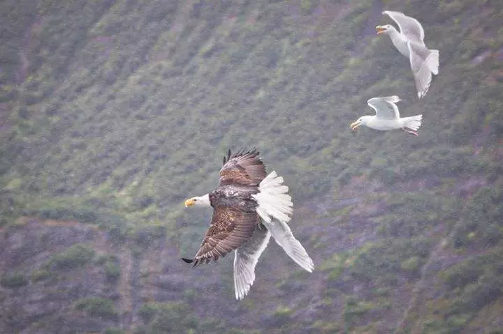 Des amis désespérés se sont précipités pour sauver la victime de l'aigle.