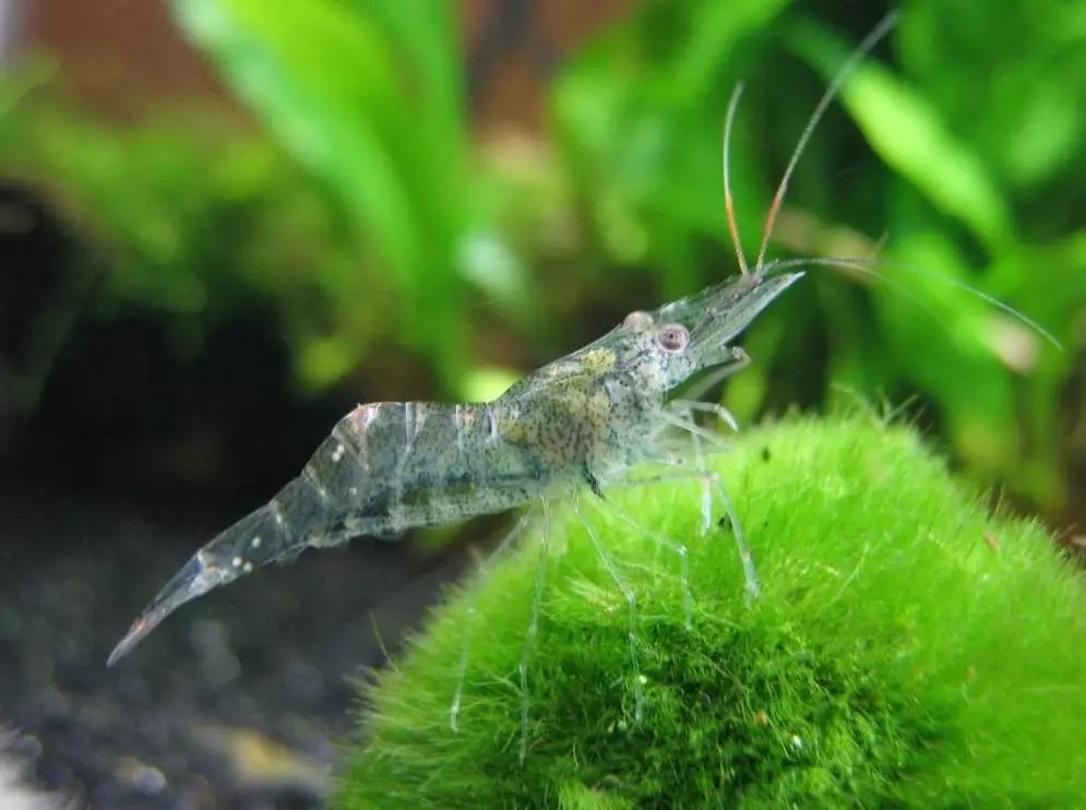 Akvarium reker (Caridina).