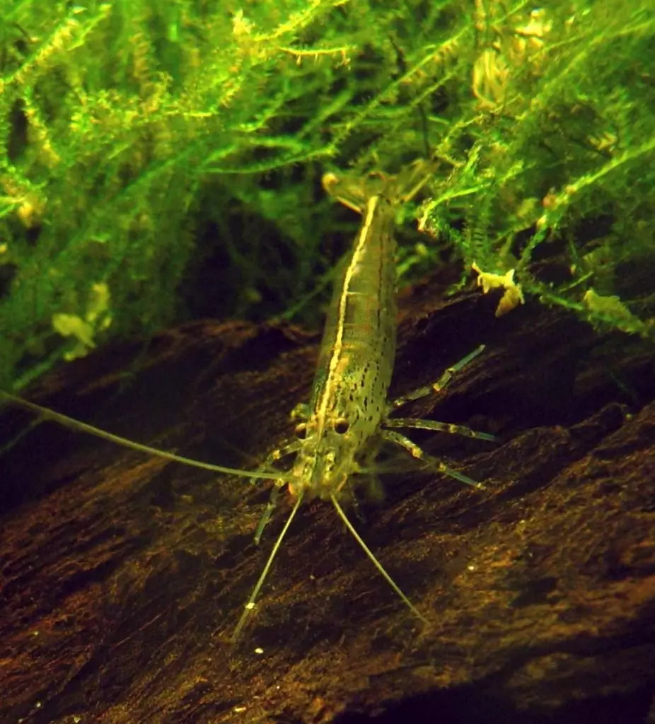 Caridina -suku on syötävä ja C. multidentata -laji viedään.