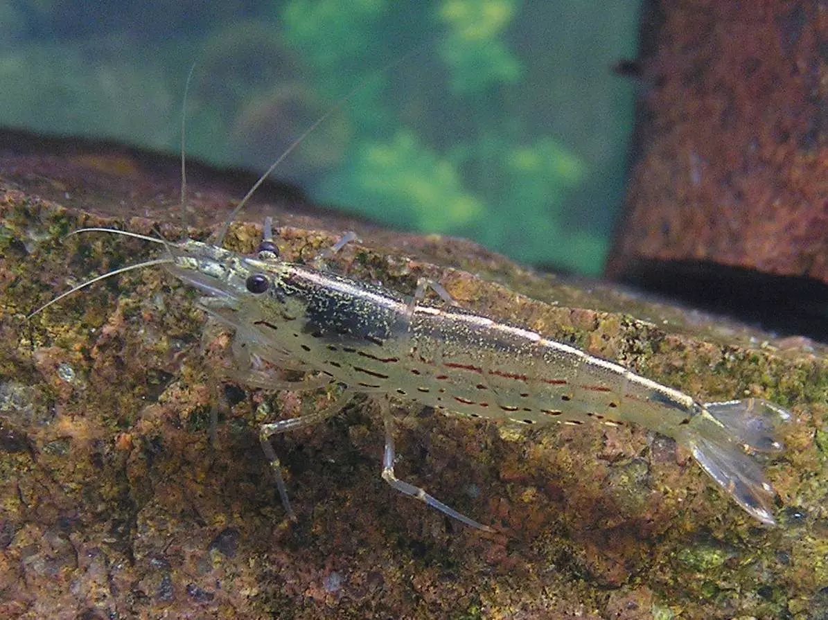 C'è anche una variazione di colore della forma selvatica con una sfumatura arancione chiamata "gambero ape arancione"