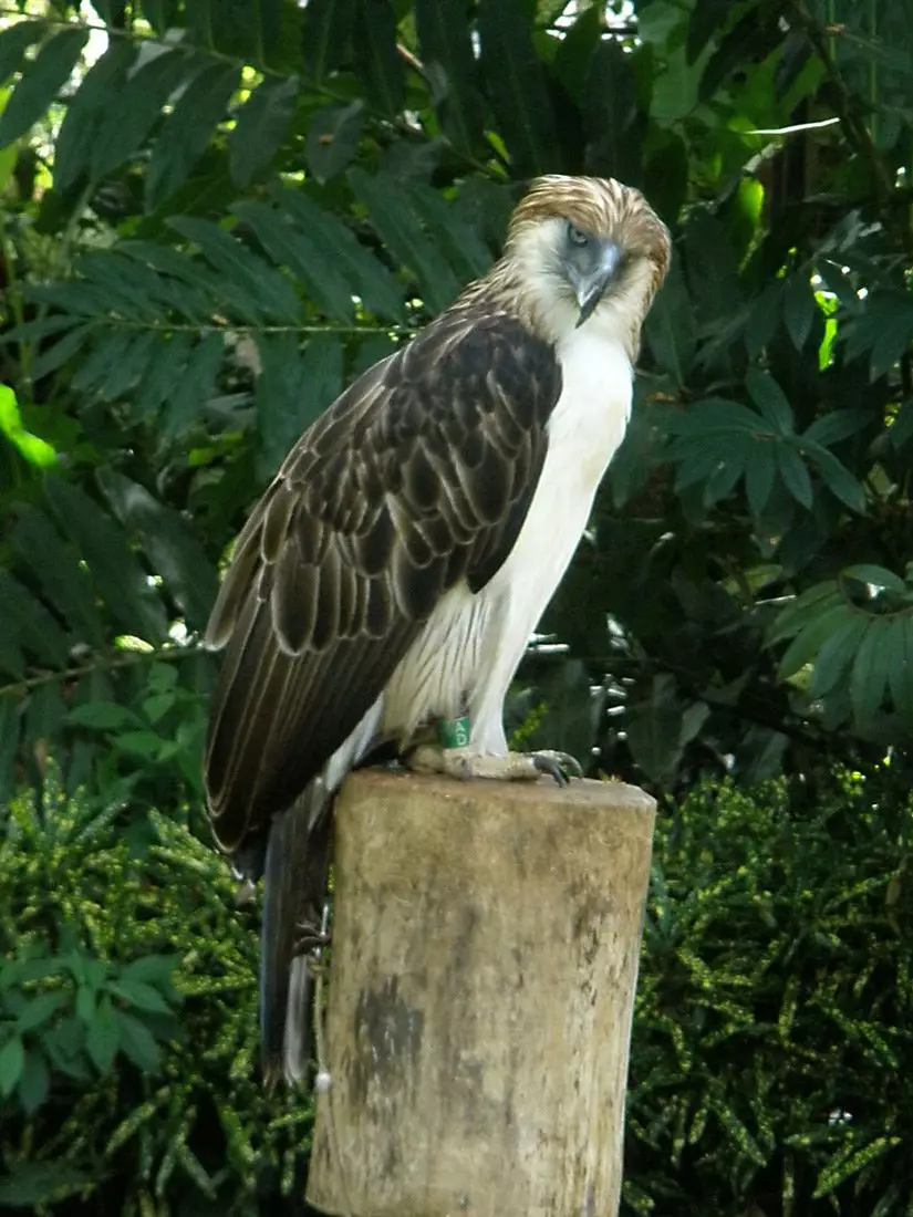 Philippine eagle (Pithecophaga jefferyi)