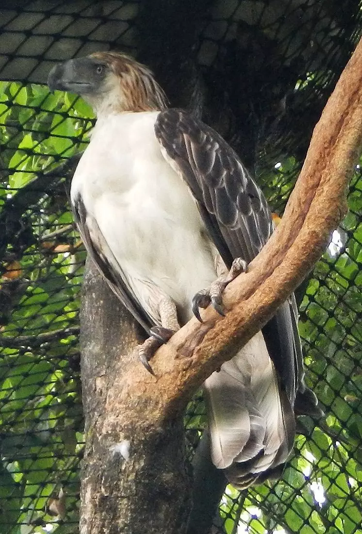 In flight, the Filipino eagle is distinguished by its white chest, long tail and rounded wings.