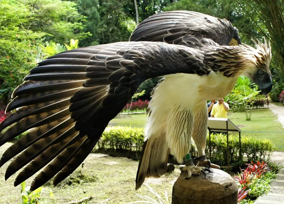 The Filipino Eagle loves particularly steep slopes with gallery forests