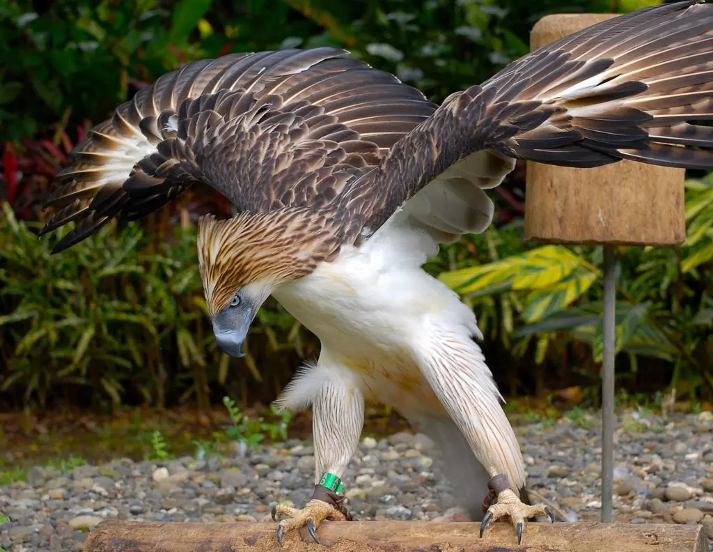 I-Philippine eagle - inyoni edla inyama