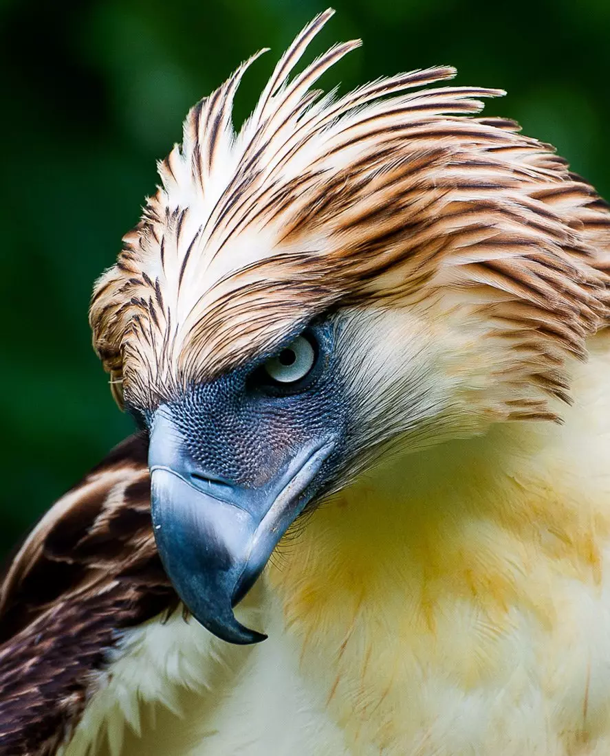 Philippine eagle