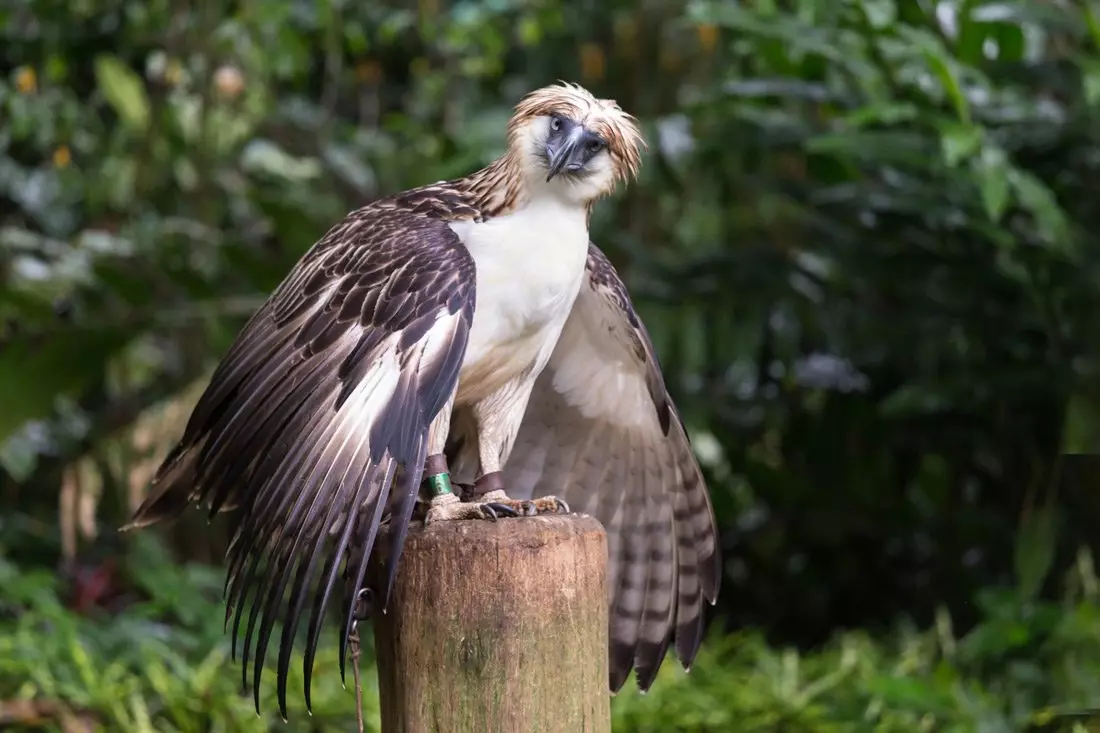 The Philippine eagle is one of the rarest eagle species in the world.